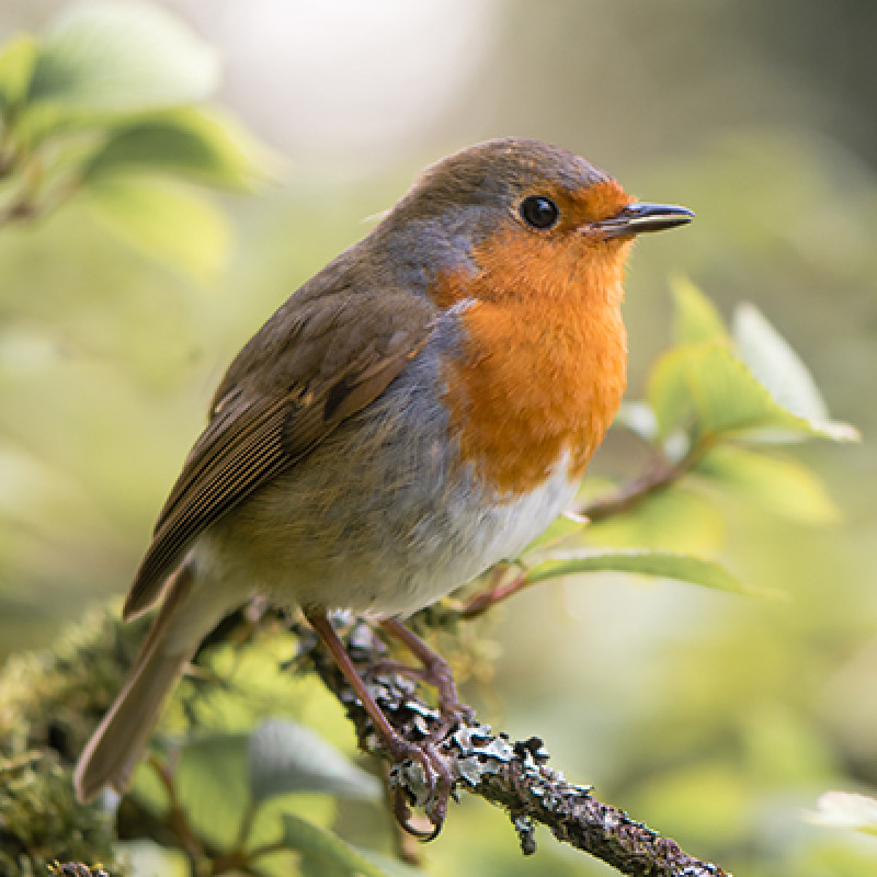 The RSPB | Fields End Lodges